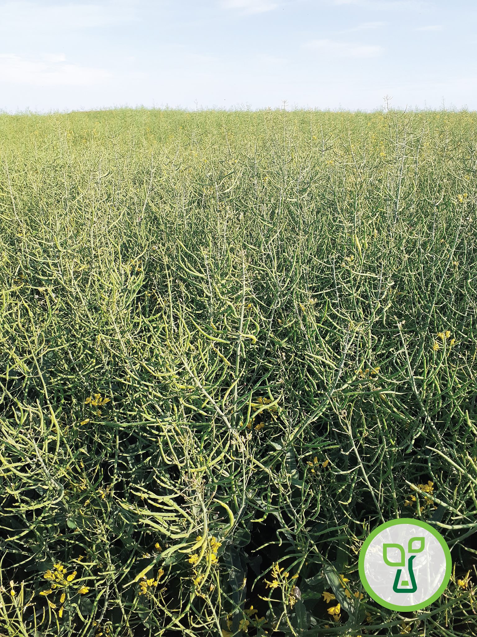 Siniša Marčetić, Stari Banovci – BIOFOR